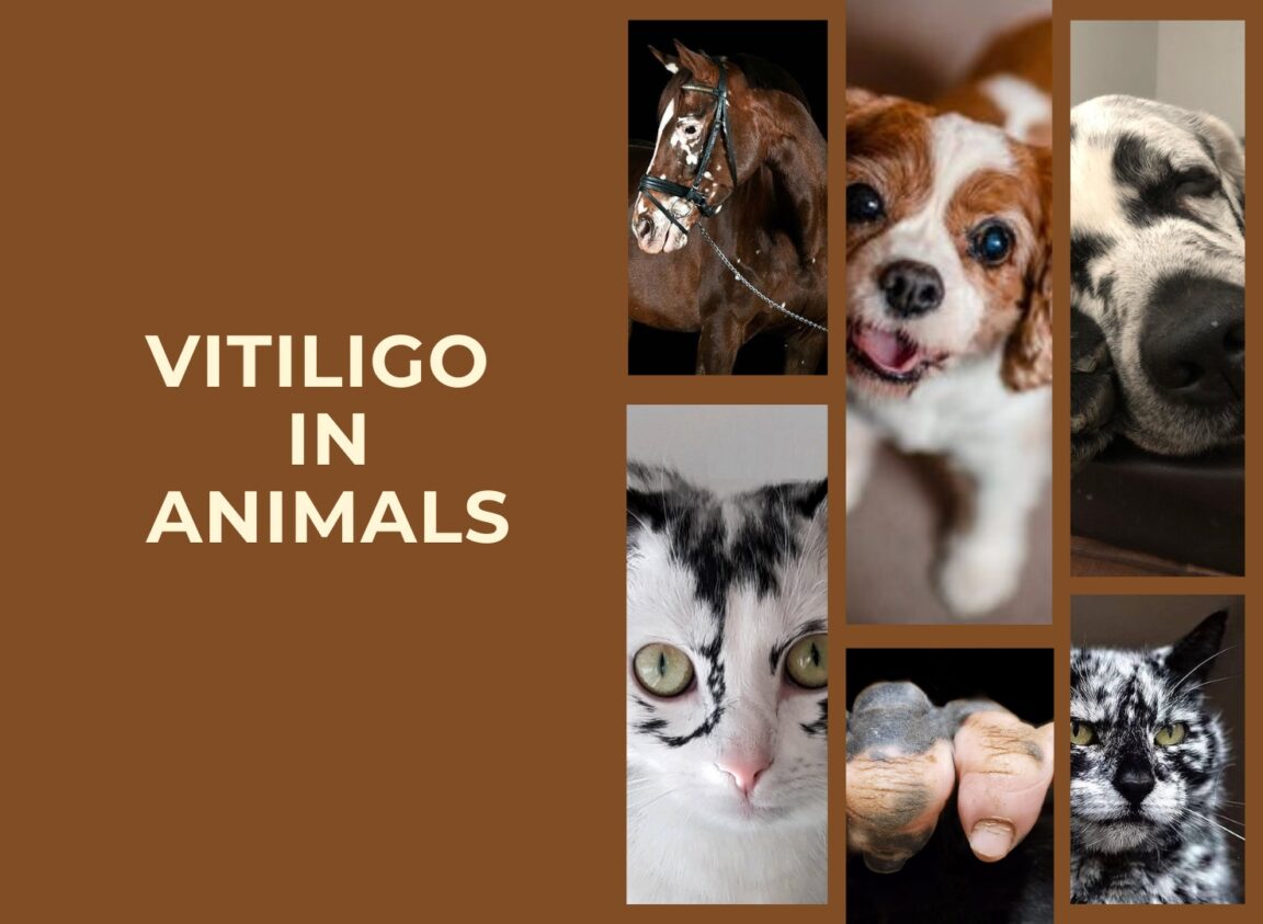 Vitiligo in Animals – All you need to know – Unite For Vitiligo